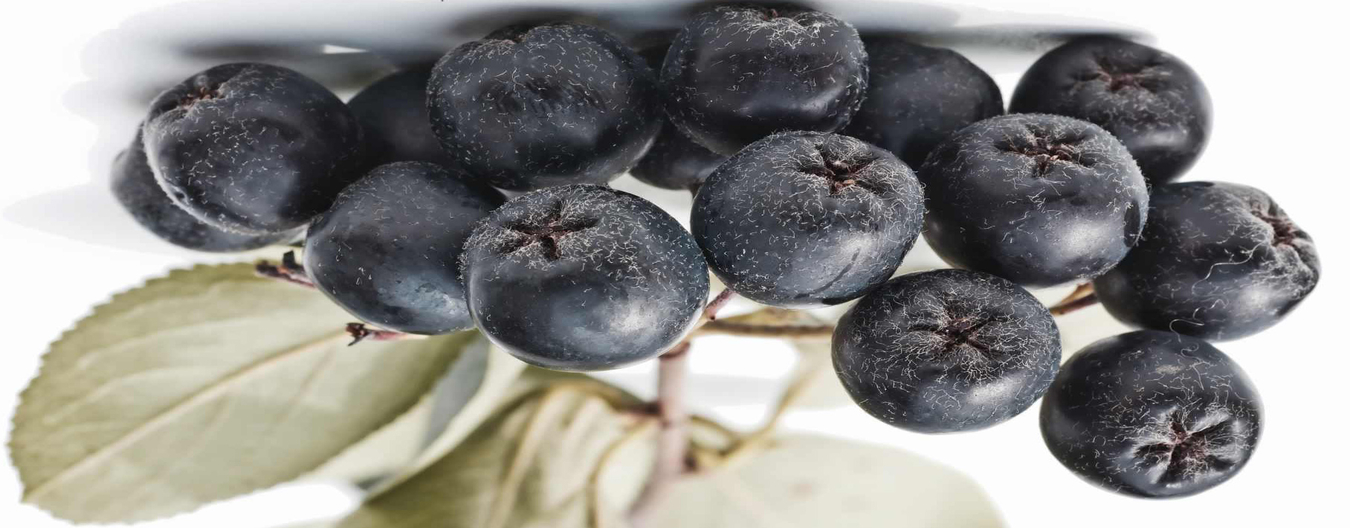 Acasă - Apuseni Fruct